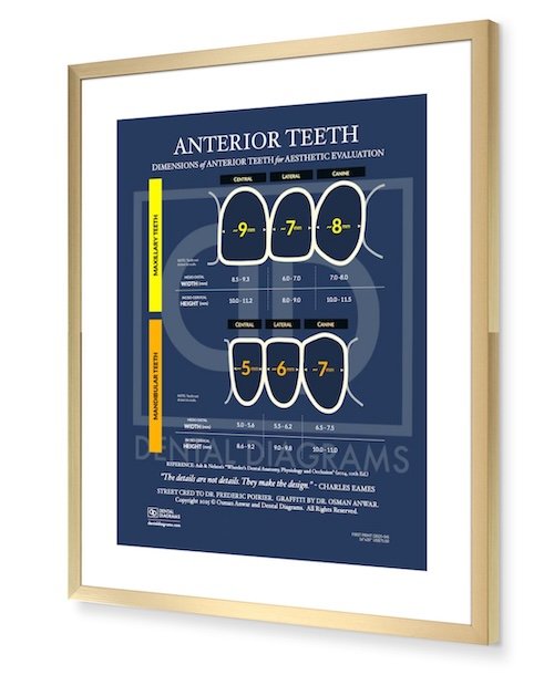 Dimensions of Anterior Teeth Poster – Dental Diagrams
